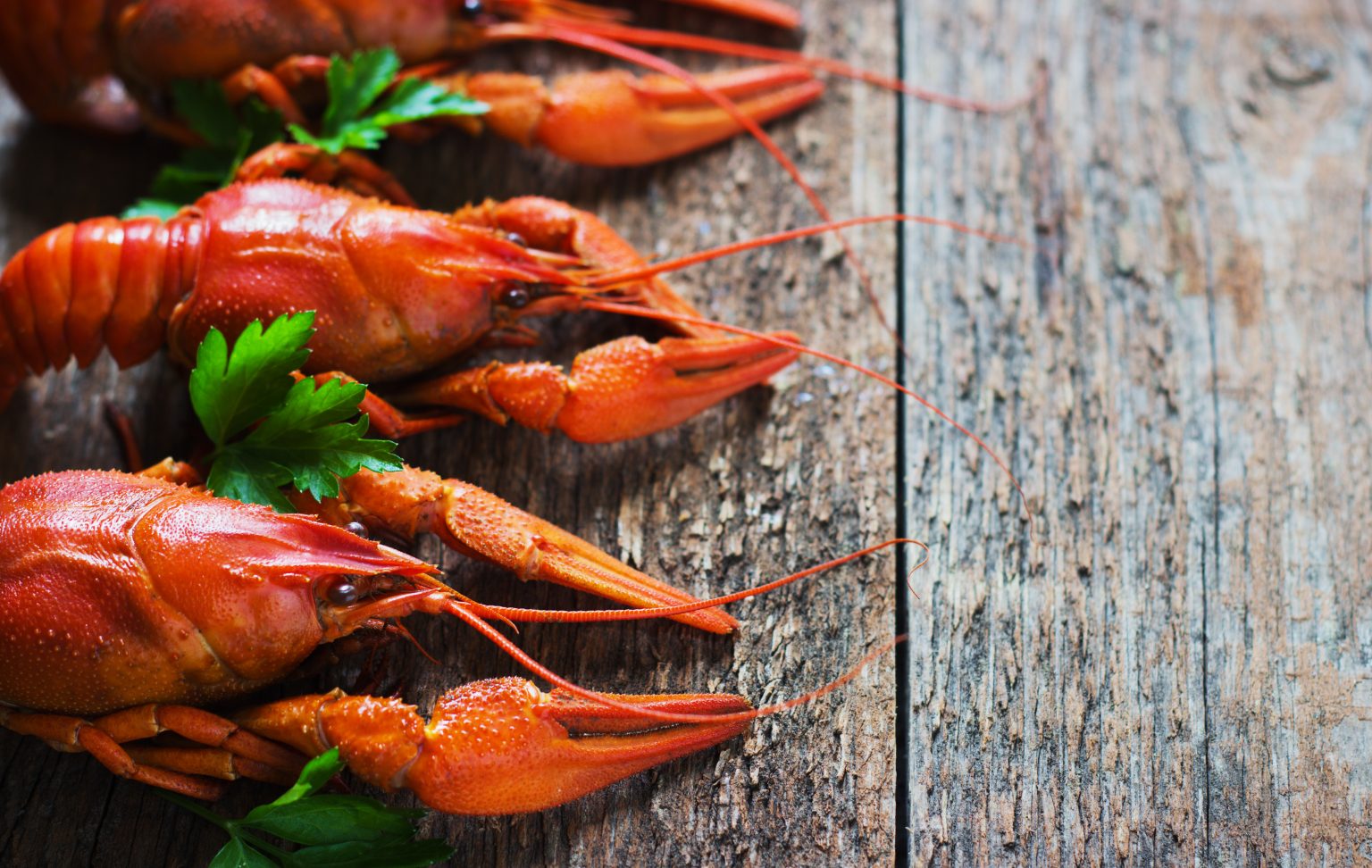 Crayfish season in restaurants – what you need to know - Merimakasiini
